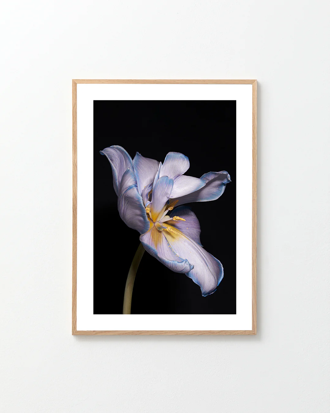 Tulip Colour Poster