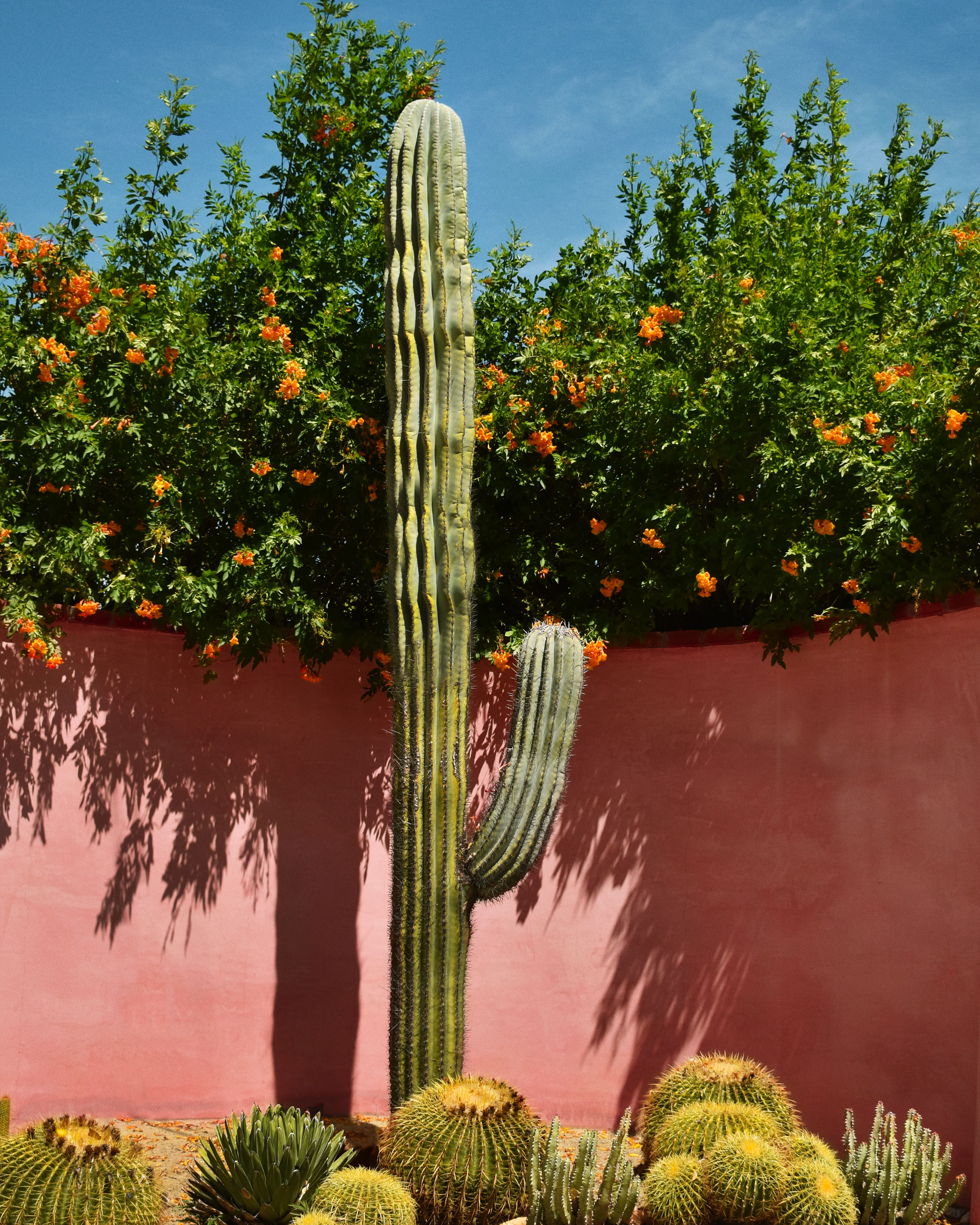 Palm Springs Cacti Garden Photo Poster – Wallbaby