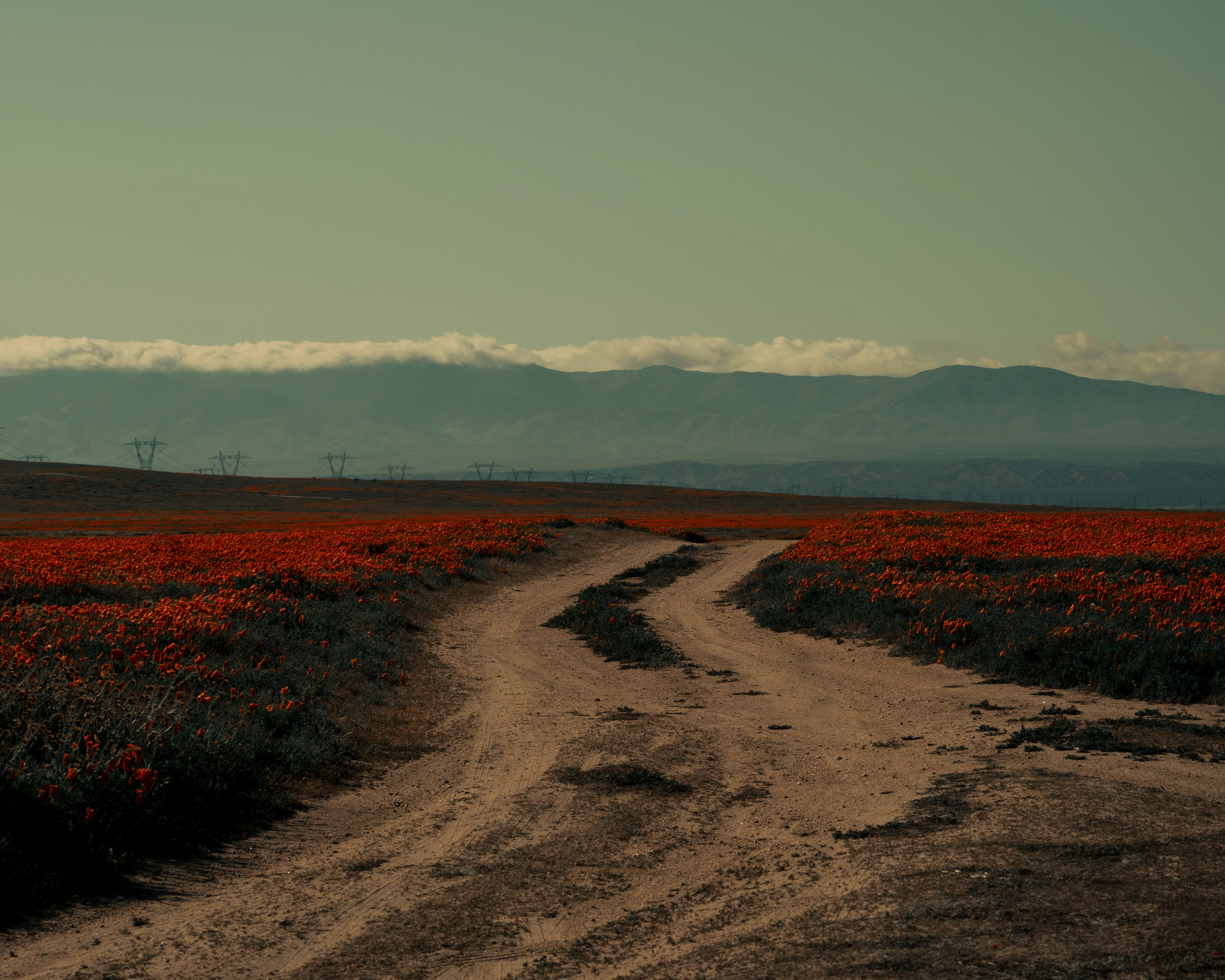Poppy Road Poster